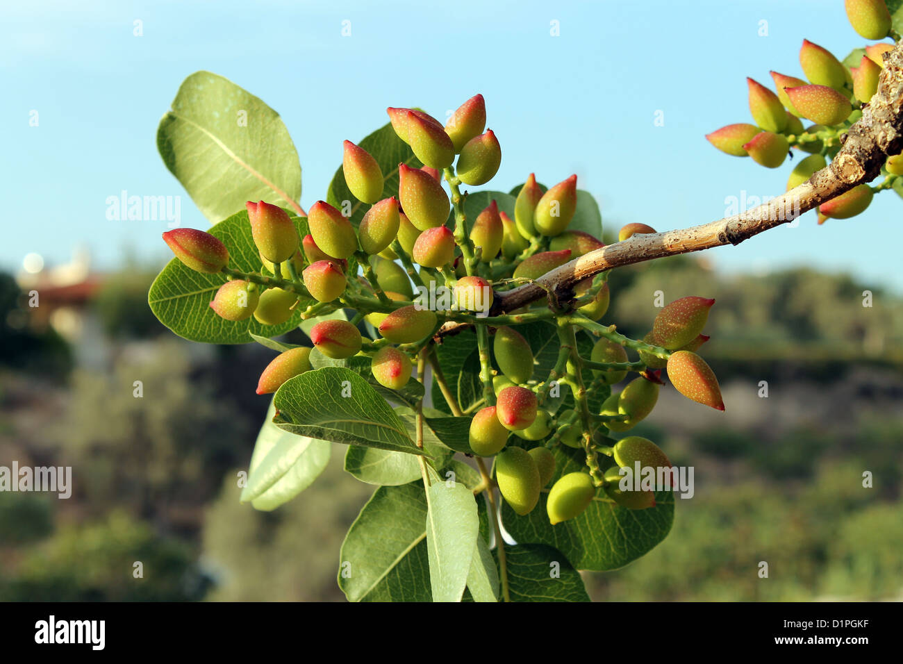 The Famous pistachio tree nuts from Aegina Island Greece Stock Photo ...