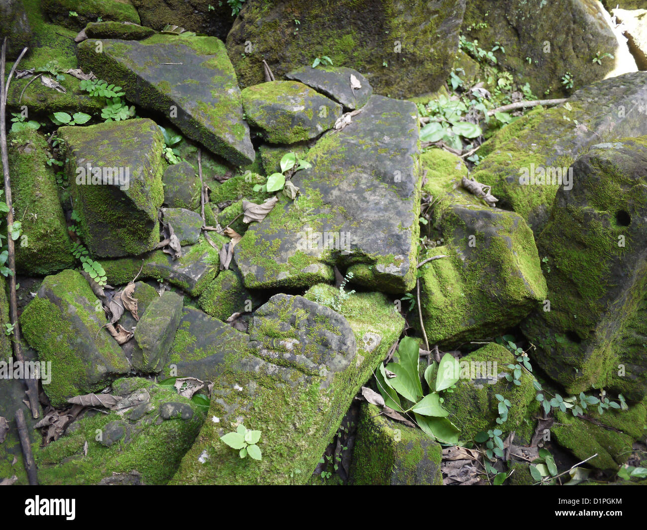 algae on rocks Stock Photo - Alamy