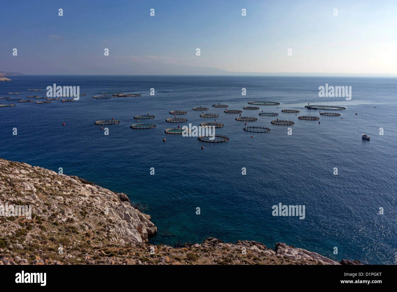 Aegean fish hi-res stock photography and images - Alamy
