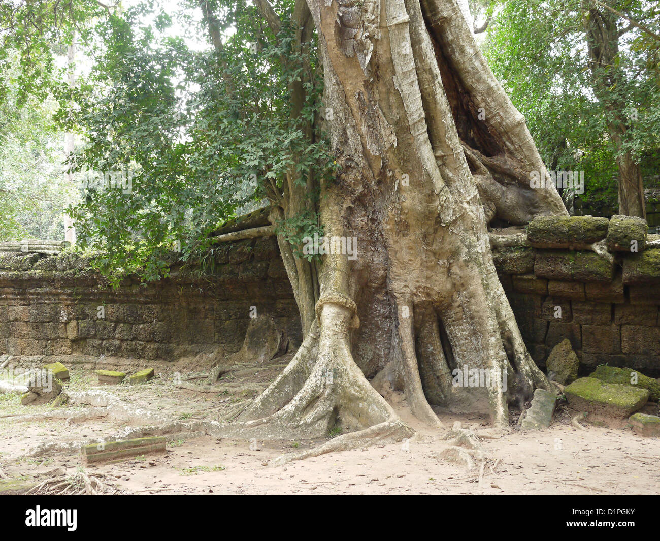 tree growing stone wall exposed root Stock Photo - Alamy