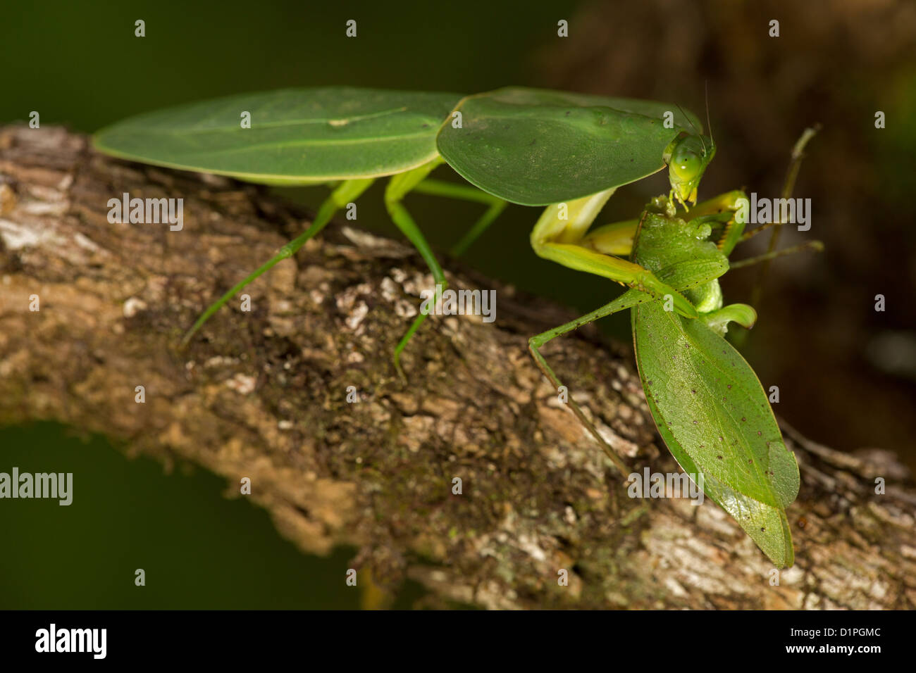 Hooded mantis (Choerododis rhombifolia) - Costa Rica - tropical ...