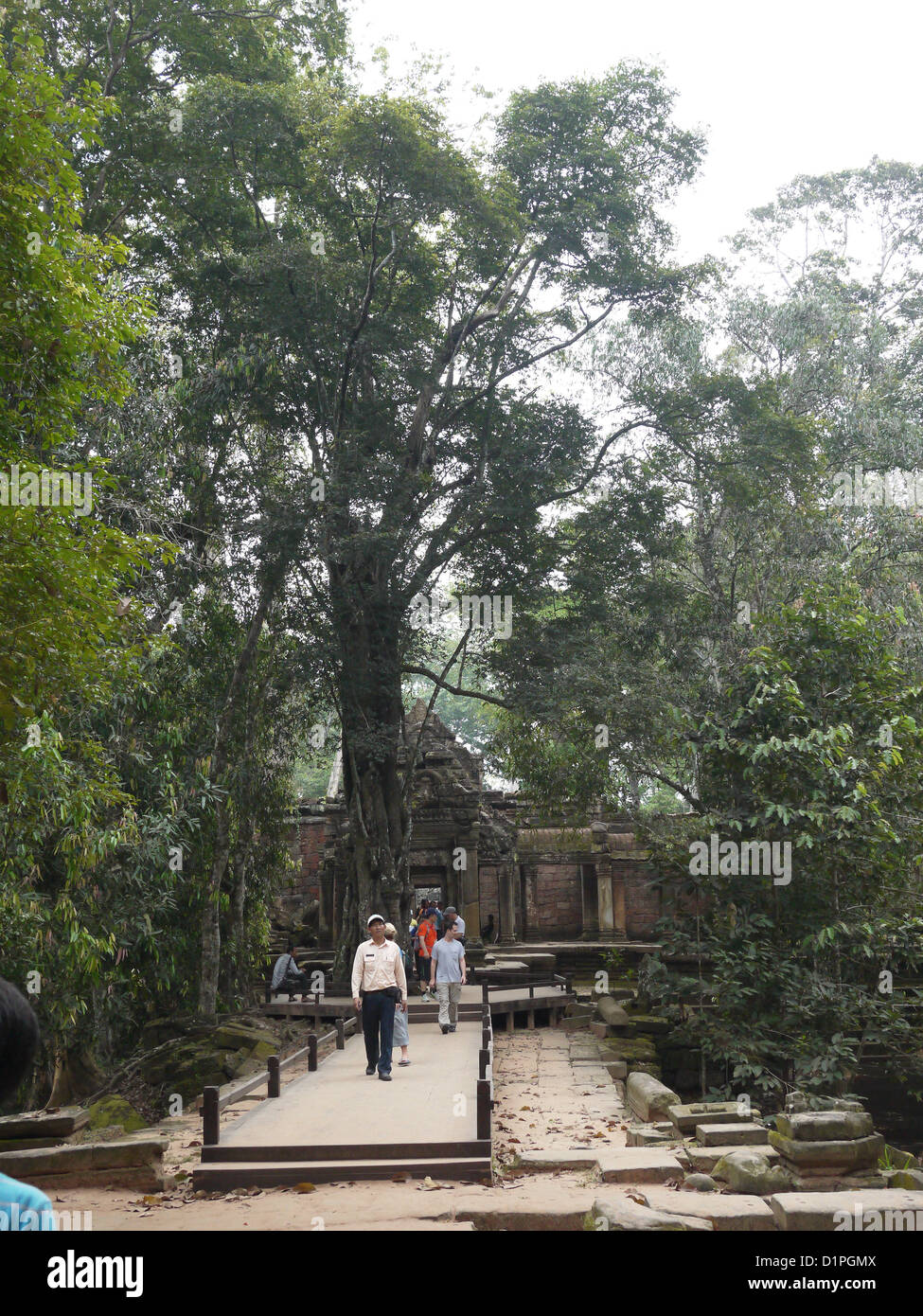 people walking wooden bridge tall trees Stock Photo - Alamy
