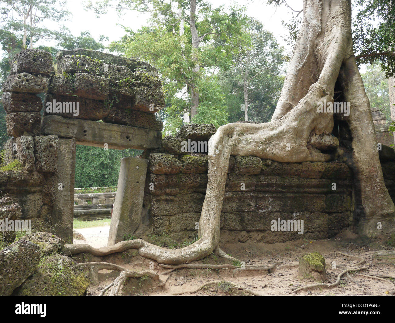 giant tree root growing wall Stock Photo - Alamy