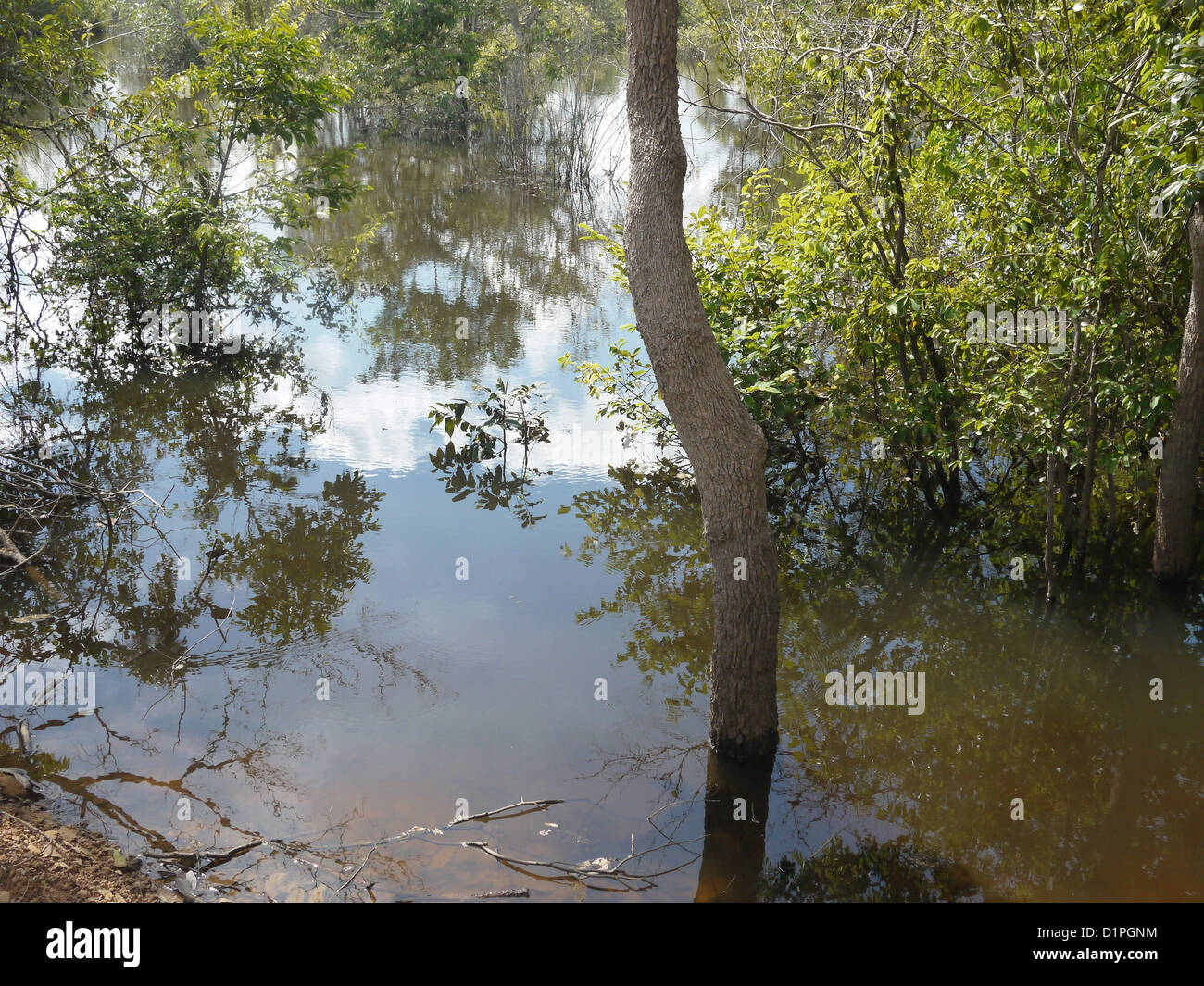 water reflection plates forest Stock Photo - Alamy