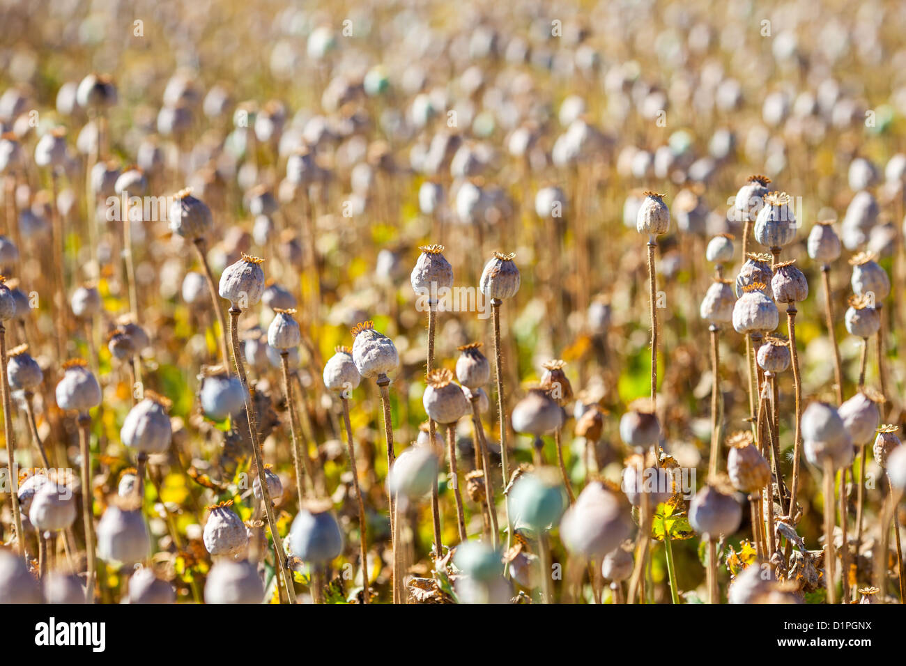 Poppy seed capsules hi-res stock photography and images - Alamy
