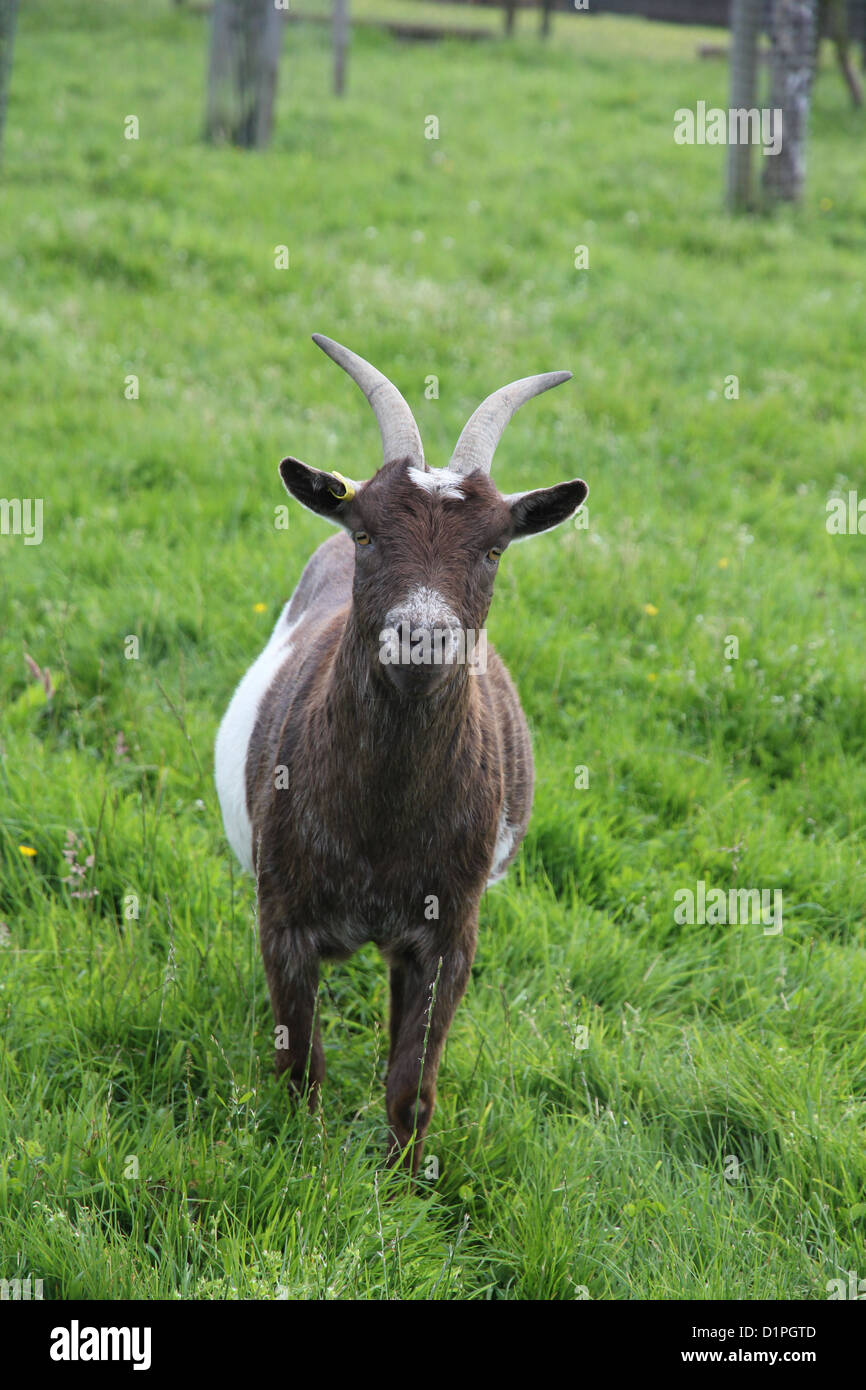 Wildlife - Farm animal Stock Photo - Alamy