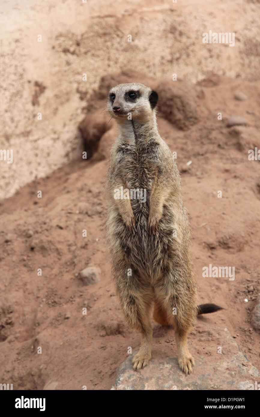 Observant wildlife hi-res stock photography and images - Alamy