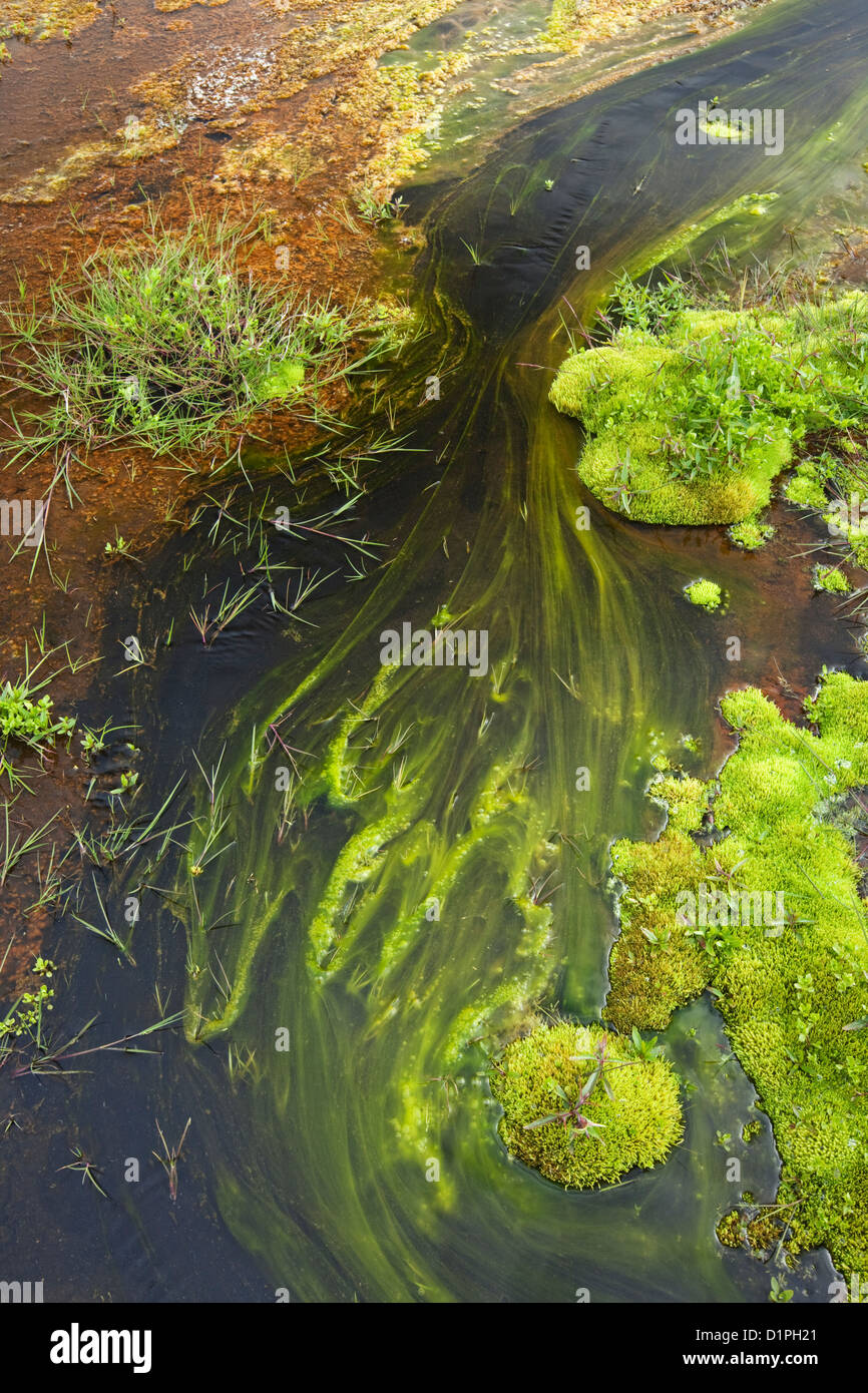 Algal bloom hi-res stock photography and images - Alamy