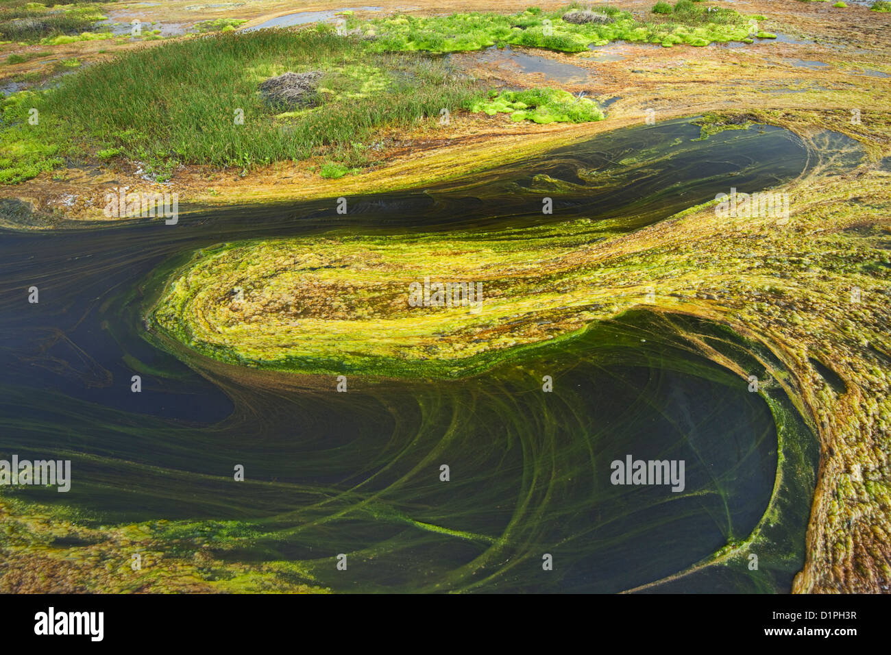 Blooms of algae hi-res stock photography and images - Alamy