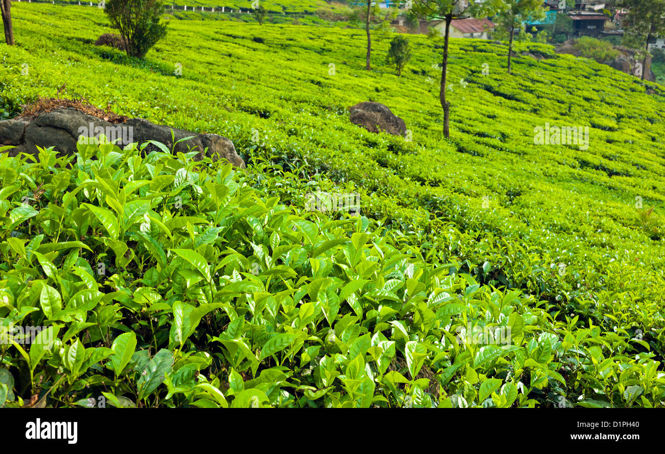 Tea plantation in Munnar, Kerala, India showing the rows of tea trees ...