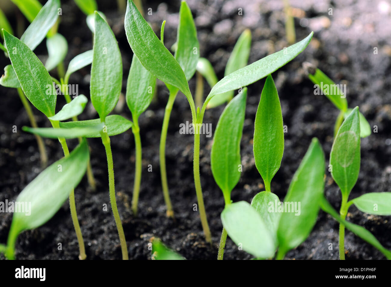 close-up of pepper seedlings Stock Photo - Alamy