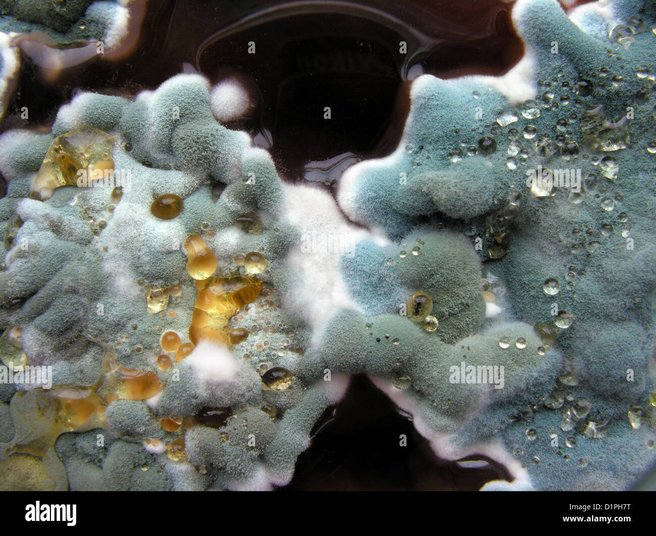 mould colonies growing on the old brine surface Stock Photo - Alamy