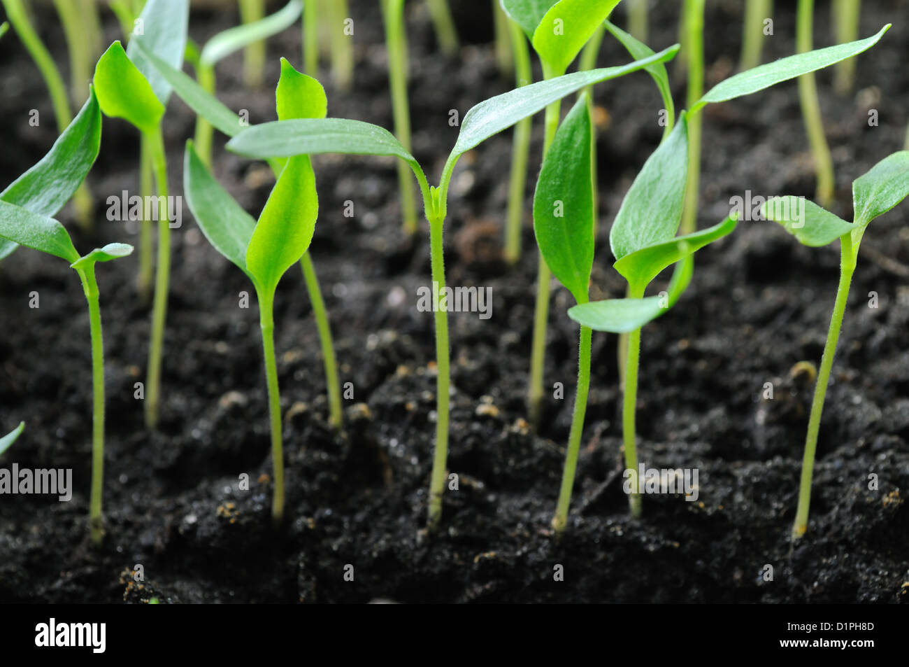 Sprout pepper hi-res stock photography and images - Alamy