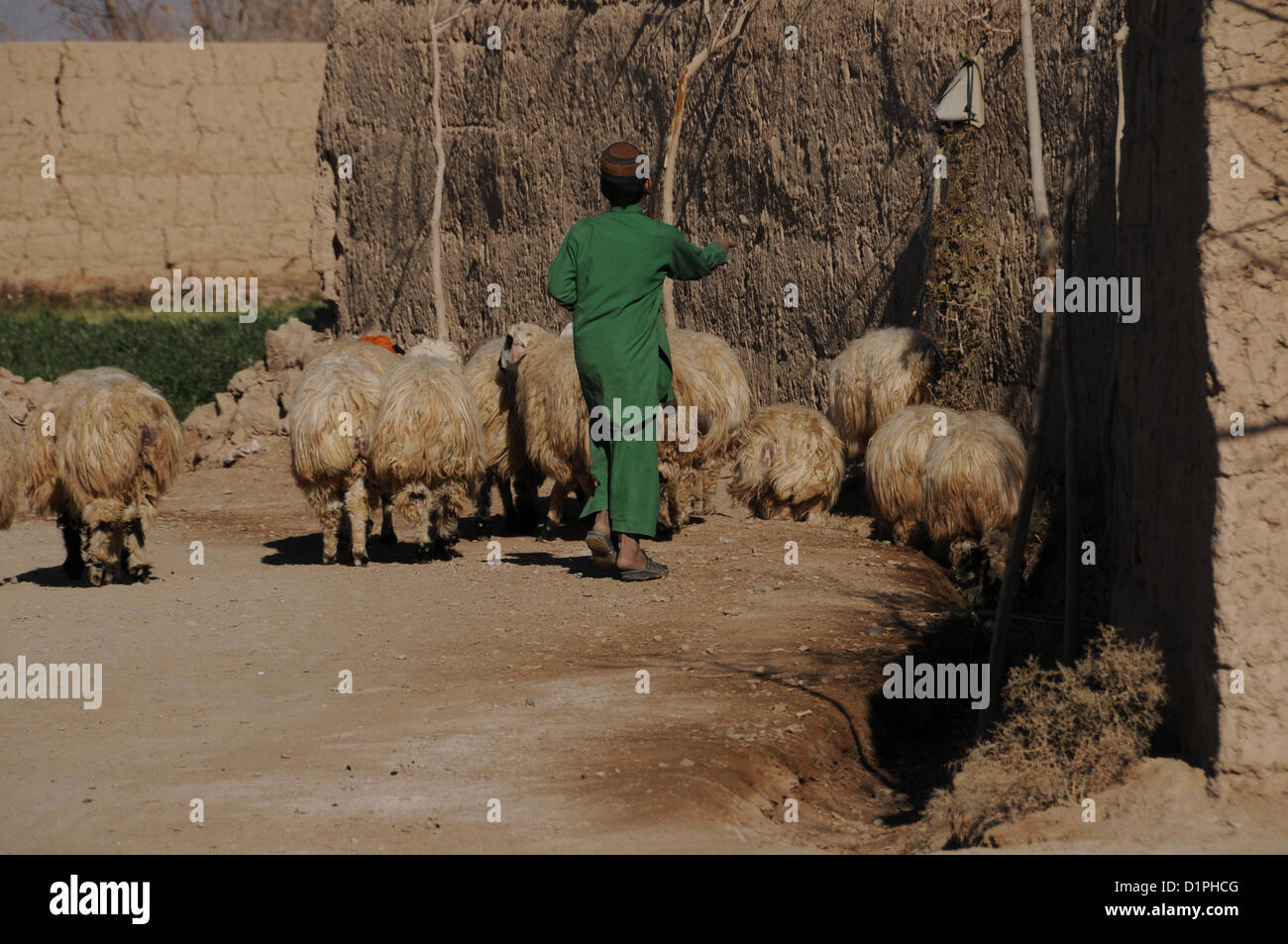 A young Afghan boy herds his sheep in Bala Boluk, Jan. 2. PRT Farah's ...