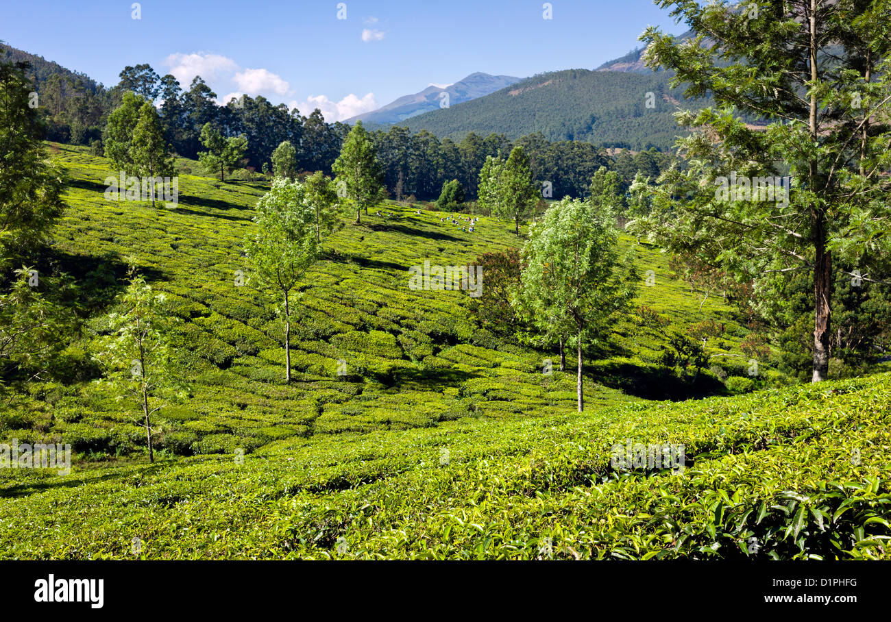 Tea plantation in Munnar, Kerala, India showing the rows of tea trees ...