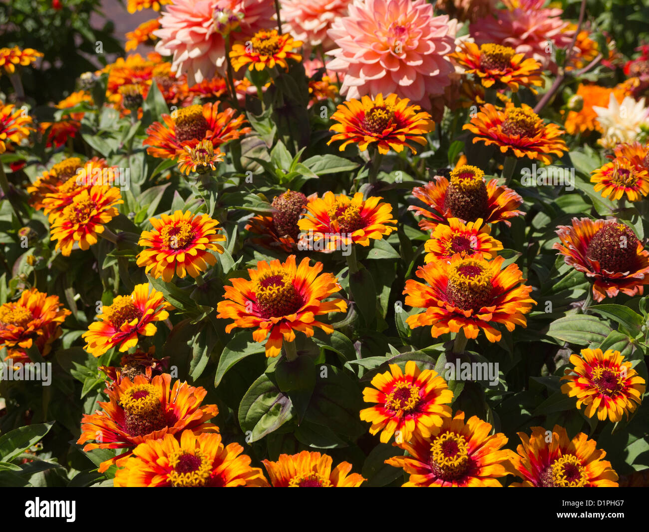 Showy Flowers in San Francisco California in the USA Stock Photo - Alamy