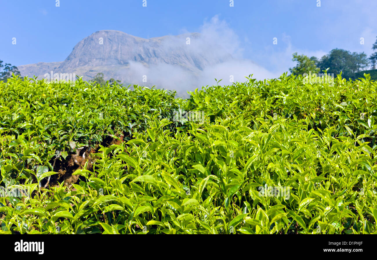 Tea plantation in Munnar, Kerala, India showing the rows of tea trees ...