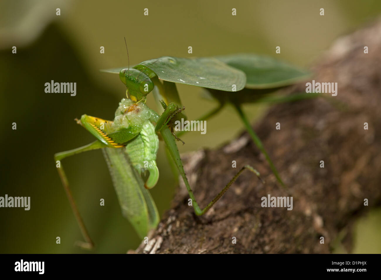 Hooded mantis (Choerododis rhombifolia) - Costa Rica - tropical ...