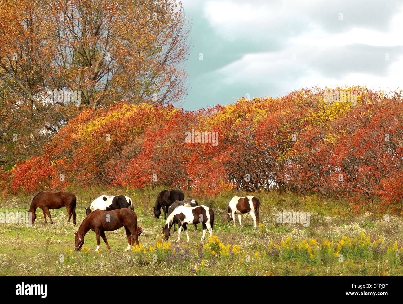 Fall Foliage Horse Farm In High Resolution Stock Photography and Images ...