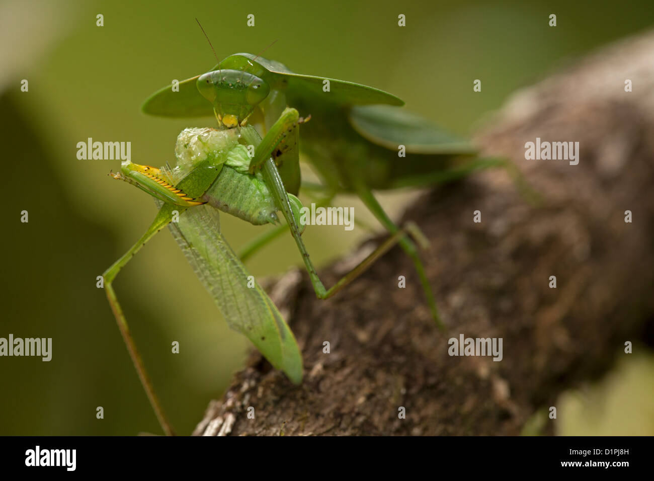 Hooded mantis (Choerododis rhombifolia) - Costa Rica - tropical ...