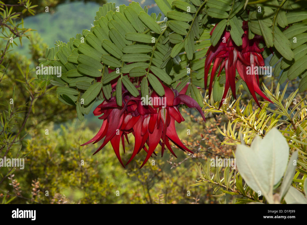 From the Kakabeak Clianthus maximus flowering in Boundary Stream Res ...