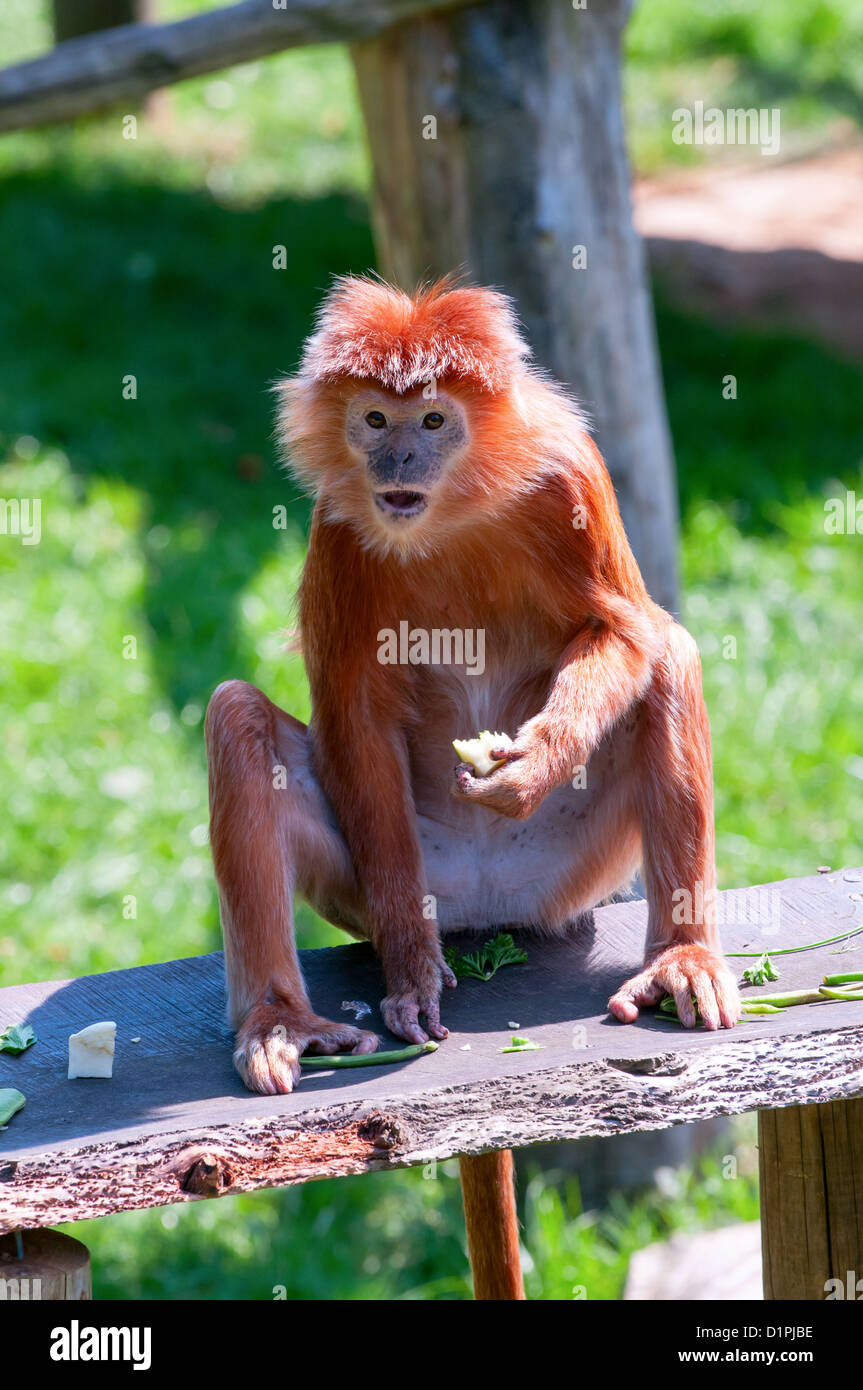 Eastern Javan Langur Monkey Lutung Close Up Stock Photo - Alamy