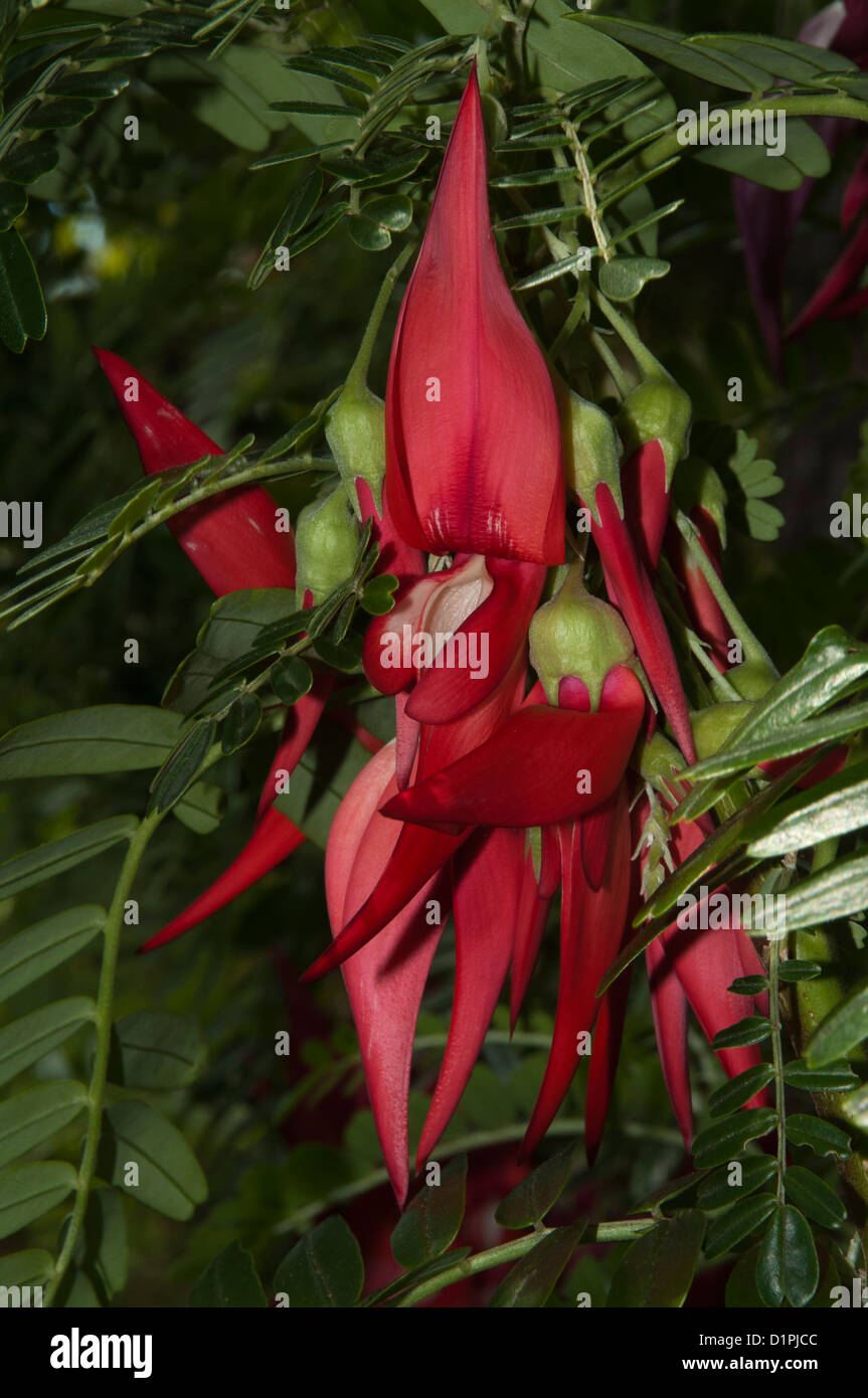 From the Kakabeak Clianthus maximus flowering in Boundary Stream Res ...