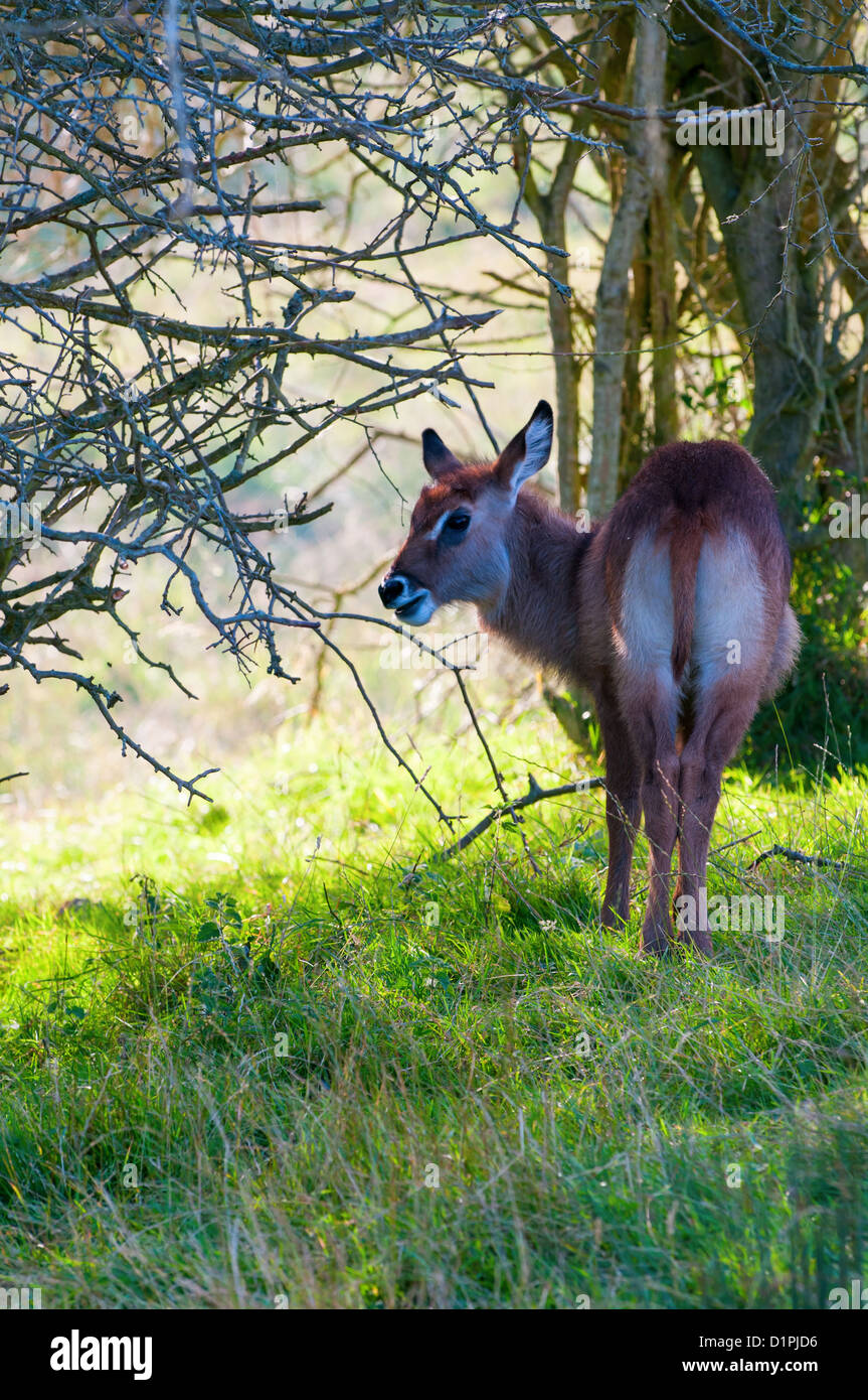 Female lechwe hi-res stock photography and images - Alamy
