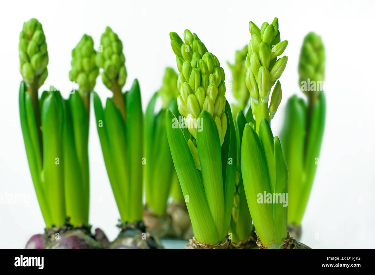 Green hyacinth buds on white background Stock Photo - Alamy