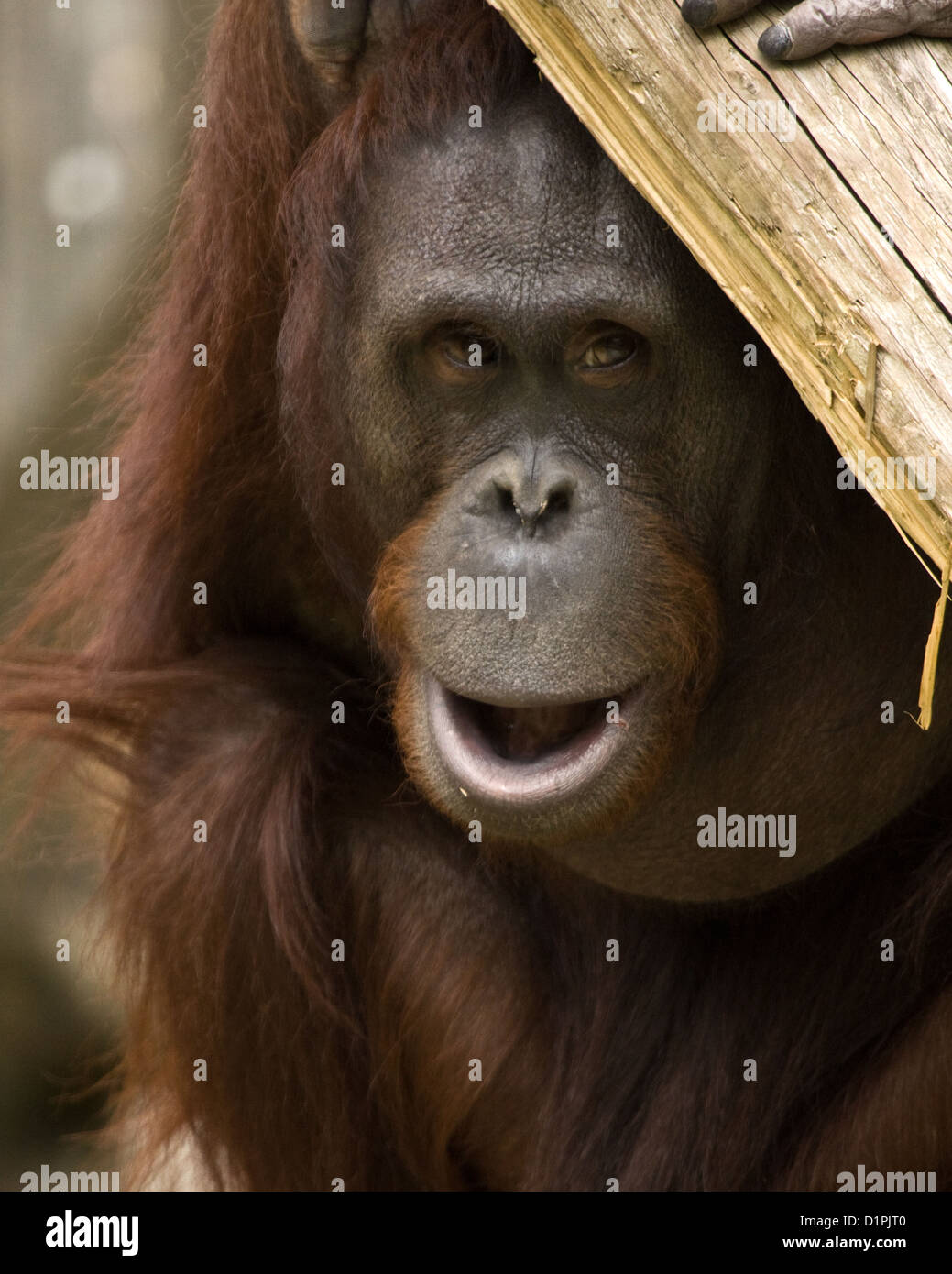 Orangutan face hi-res stock photography and images - Alamy
