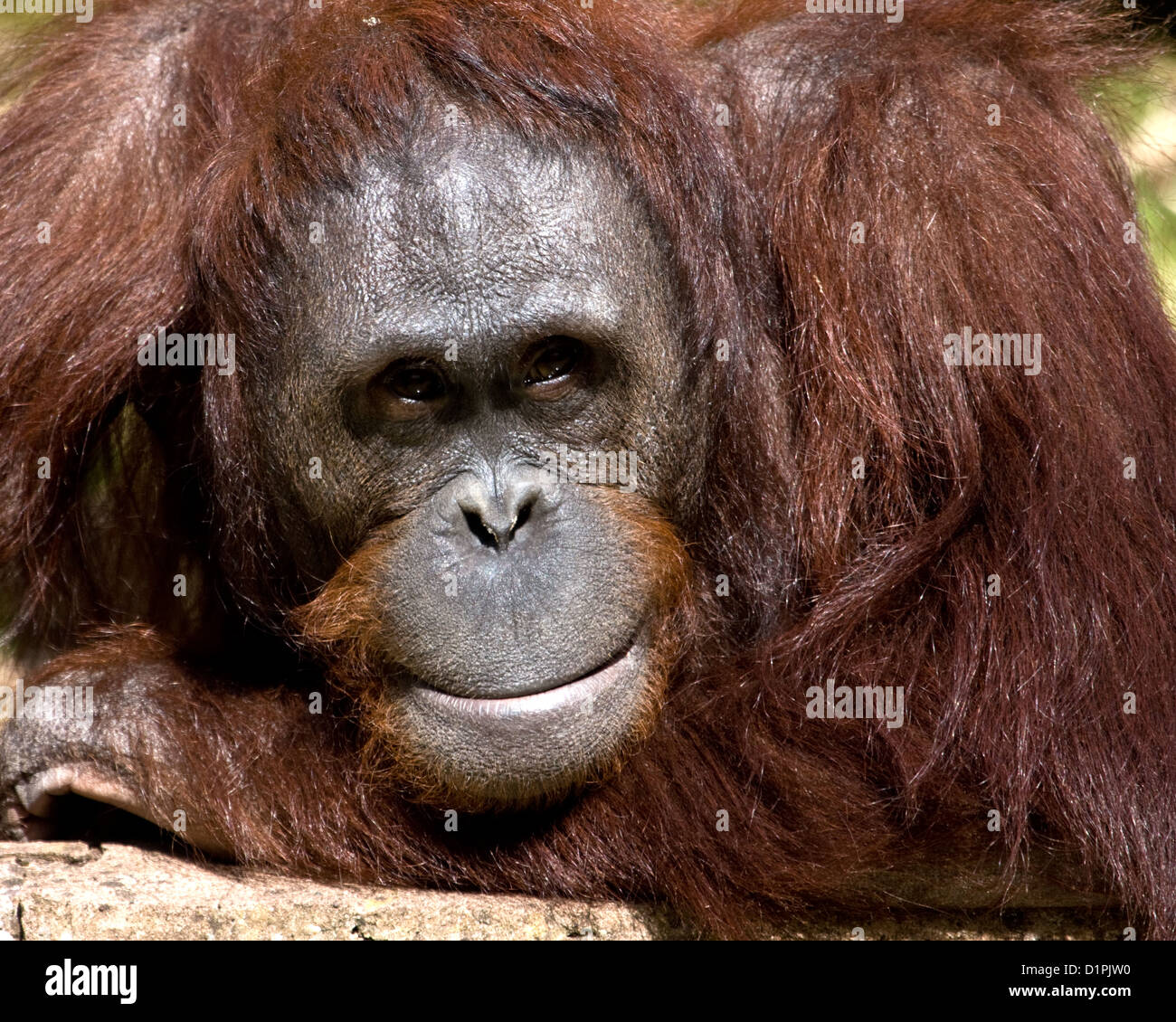 Orangutan face hi-res stock photography and images - Alamy