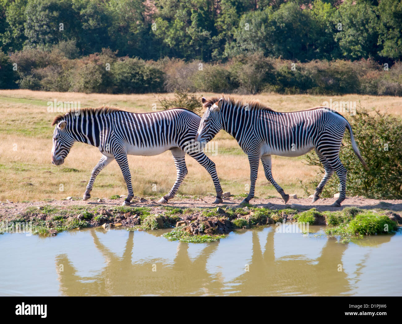 Grants Zebra equus burchelli boehmi Stock Photo - Alamy
