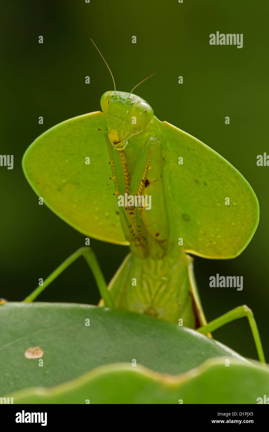 Hooded mantis (Choerododis rhombifolia) - Costa Rica - tropical ...
