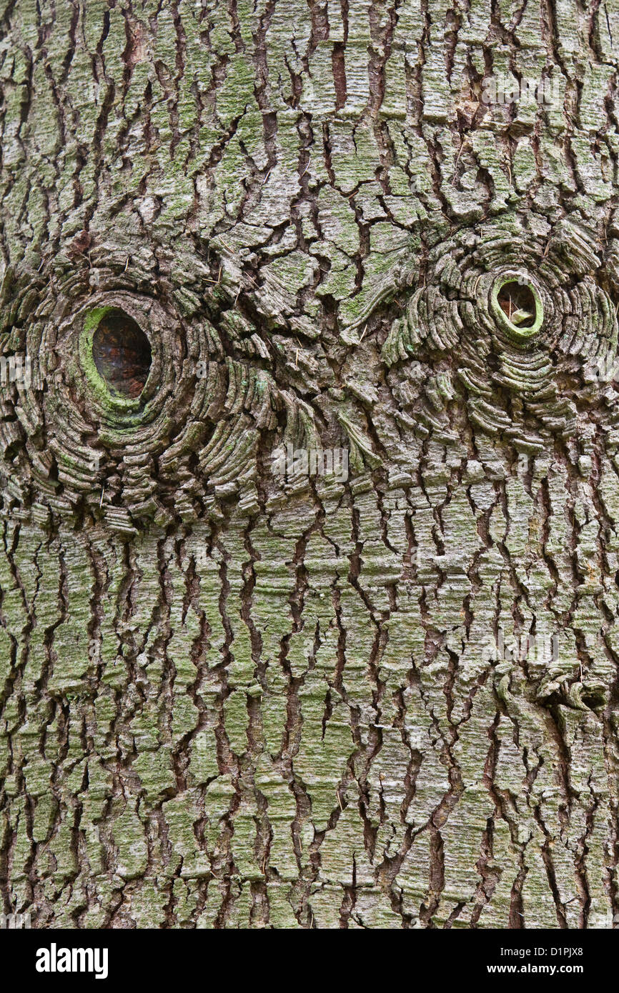 Trunk of a old Oak tree, England, UK Stock Photo - Alamy