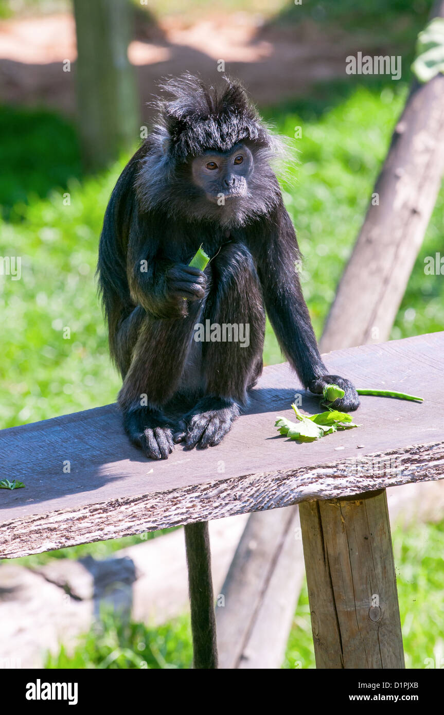 Javan monkey hi-res stock photography and images - Alamy