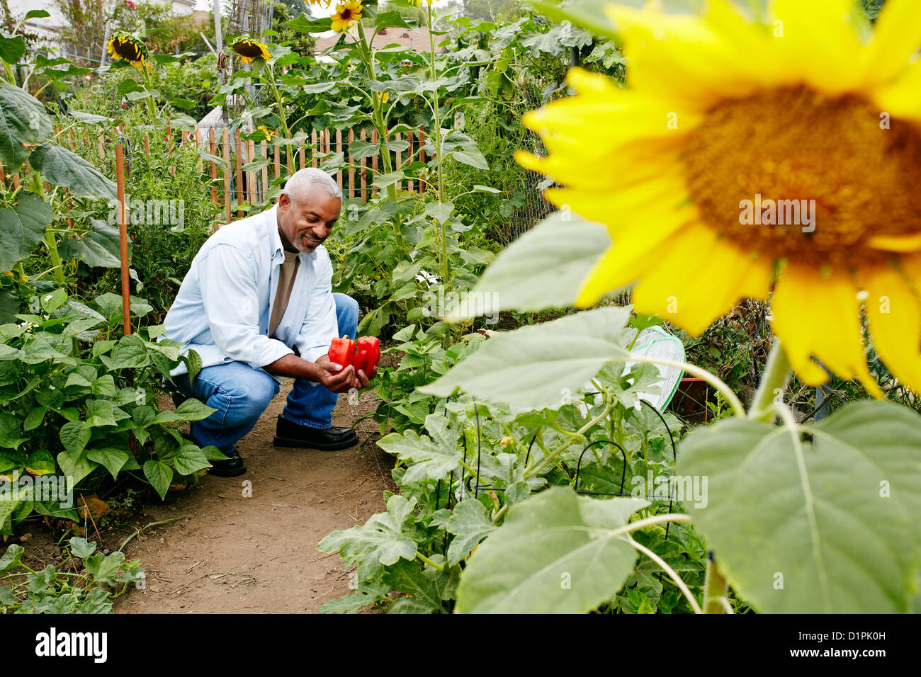 Black man holding bell peppers in community garden Stock Photo - Alamy