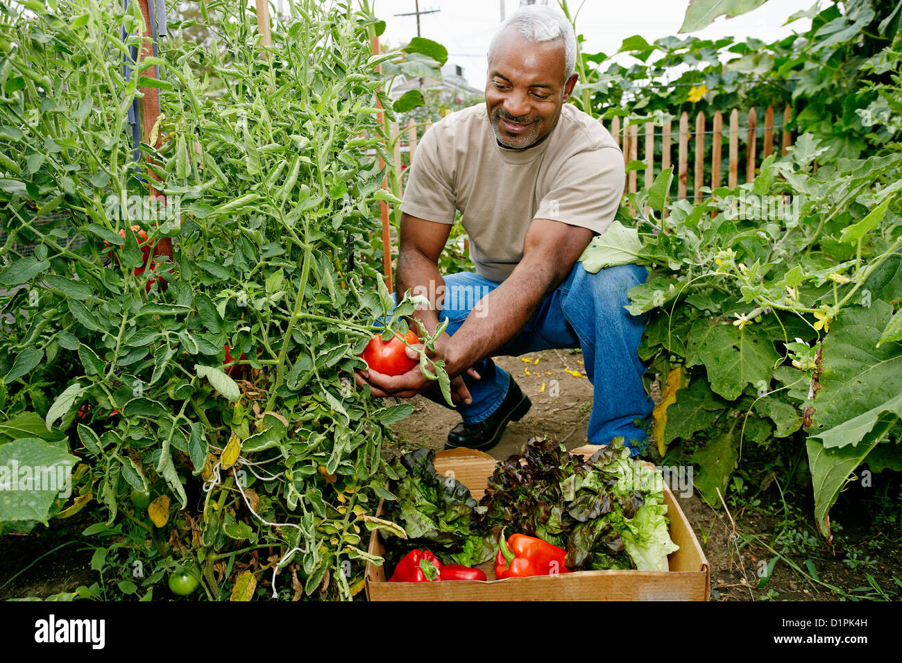 Black man gathering vegetables in community garden Stock Photo - Alamy