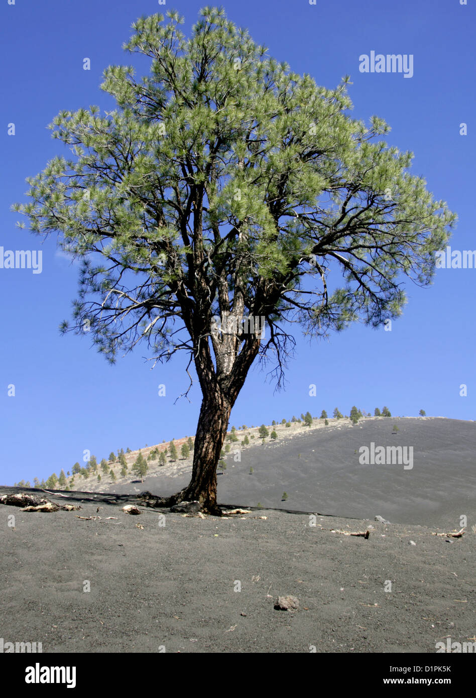 Single tree standing Stock Photo - Alamy