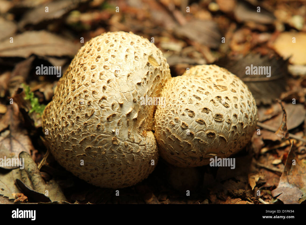 Species of the puffball family hi-res stock photography and images - Alamy