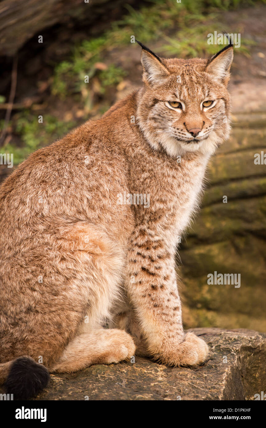 Iberian lynx hi-res stock photography and images - Alamy