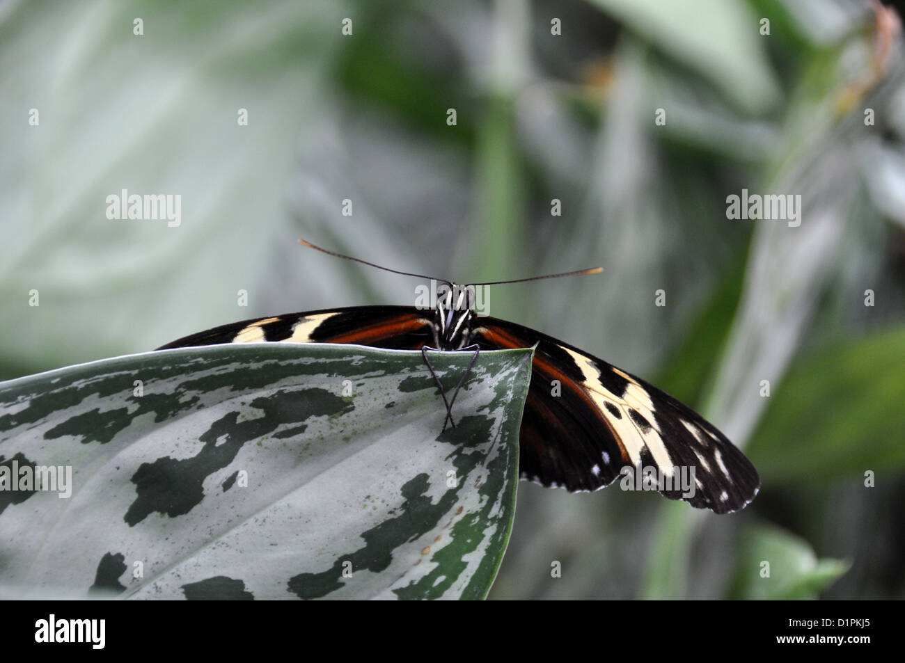 Butterfly legs hi-res stock photography and images - Alamy