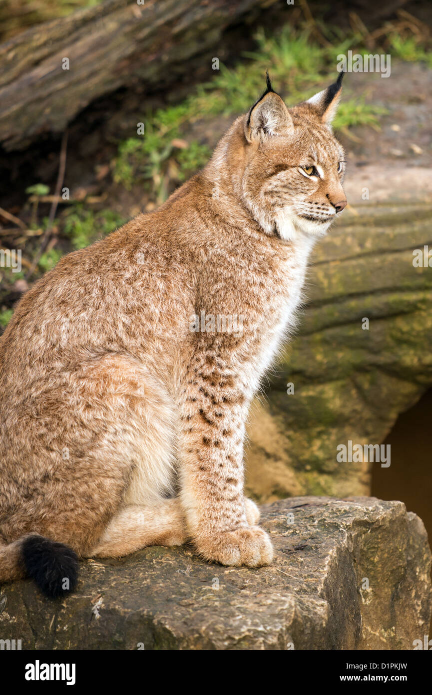 Eurasian lynx lynx lynx lynx hi-res stock photography and images - Alamy