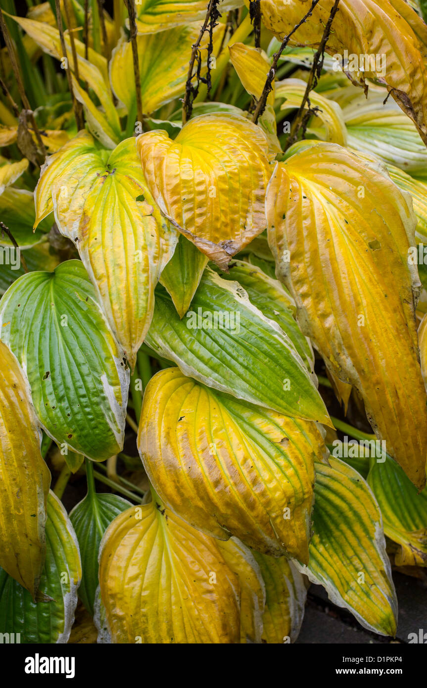 Hosta plant in vivid autumn colours, England, UK Stock Photo - Alamy
