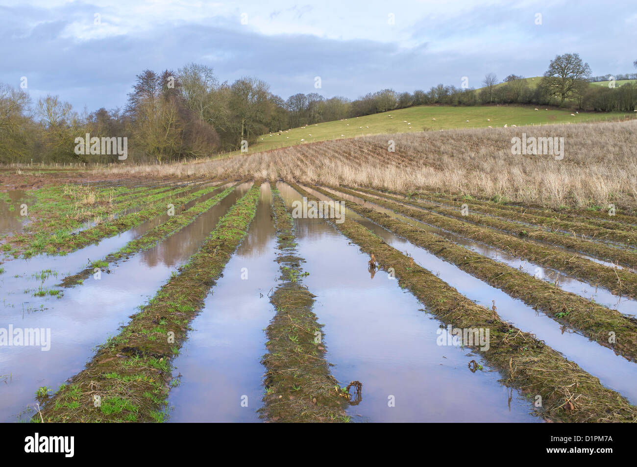 Waterlogged Fields After The Wettest Winter On Record England Uk Stock