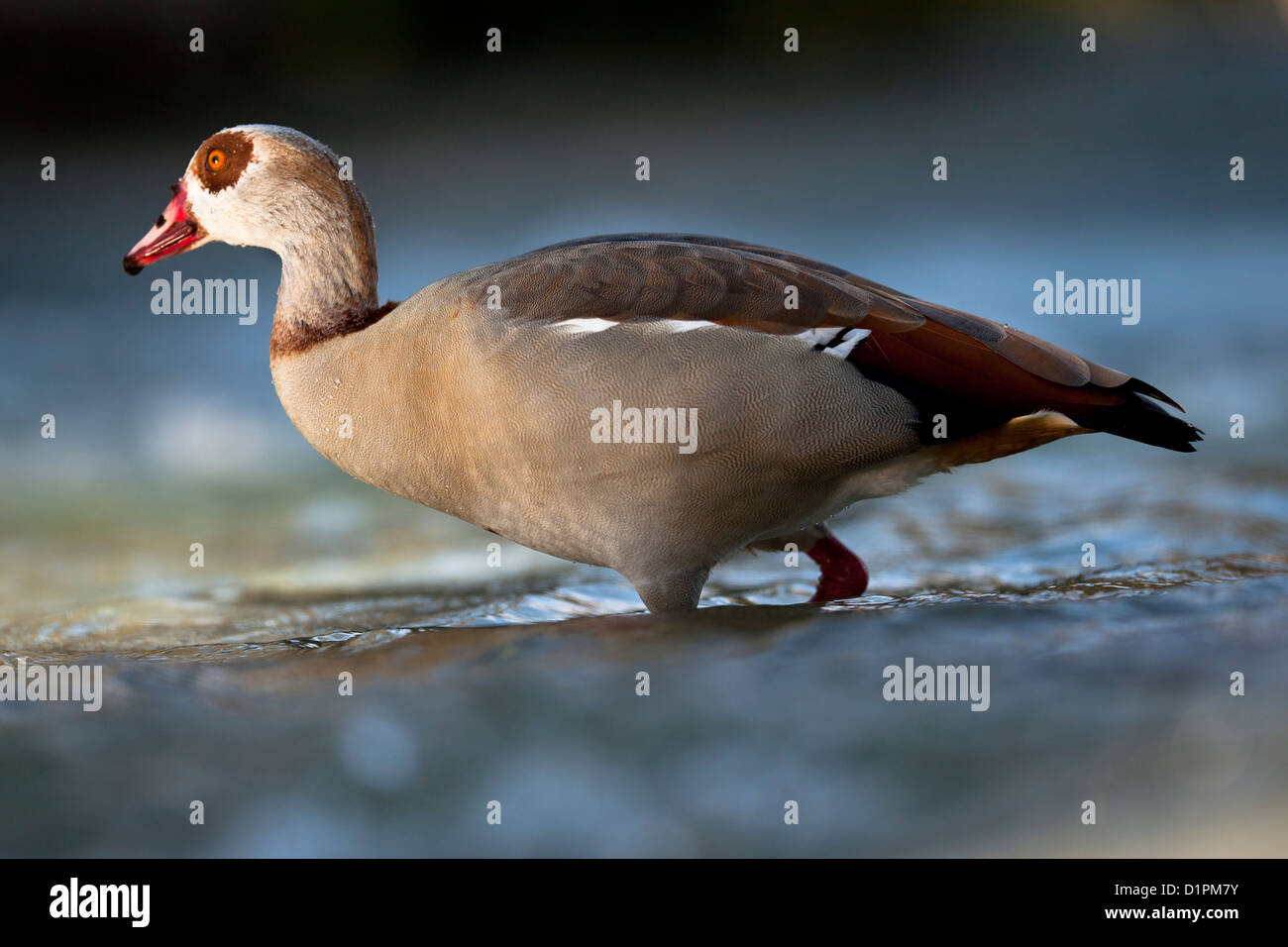 New braunfels hi-res stock photography and images - Alamy