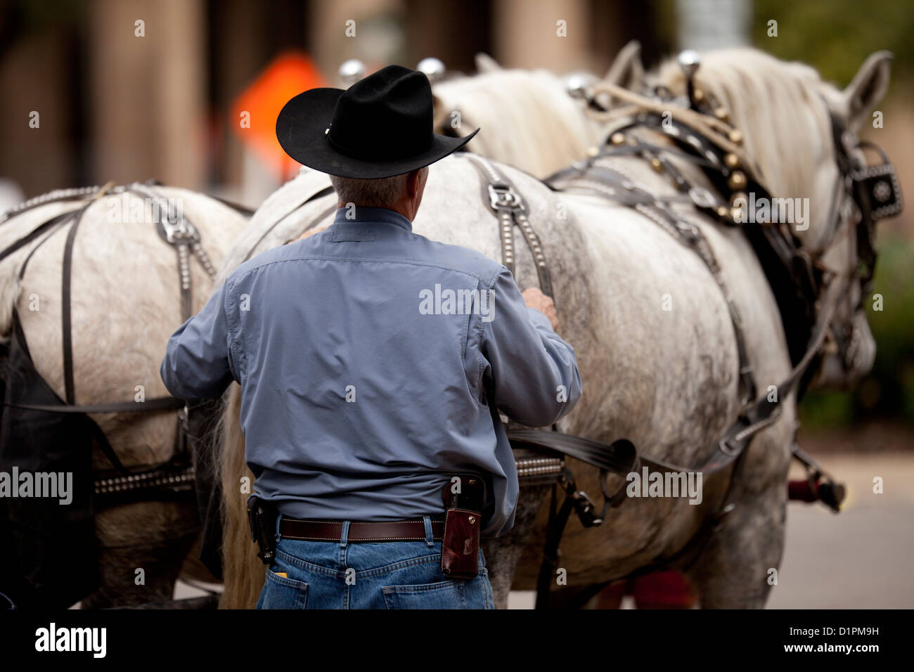 Hitching up the team. A wagon driver readies his horses to pull a wagon ...