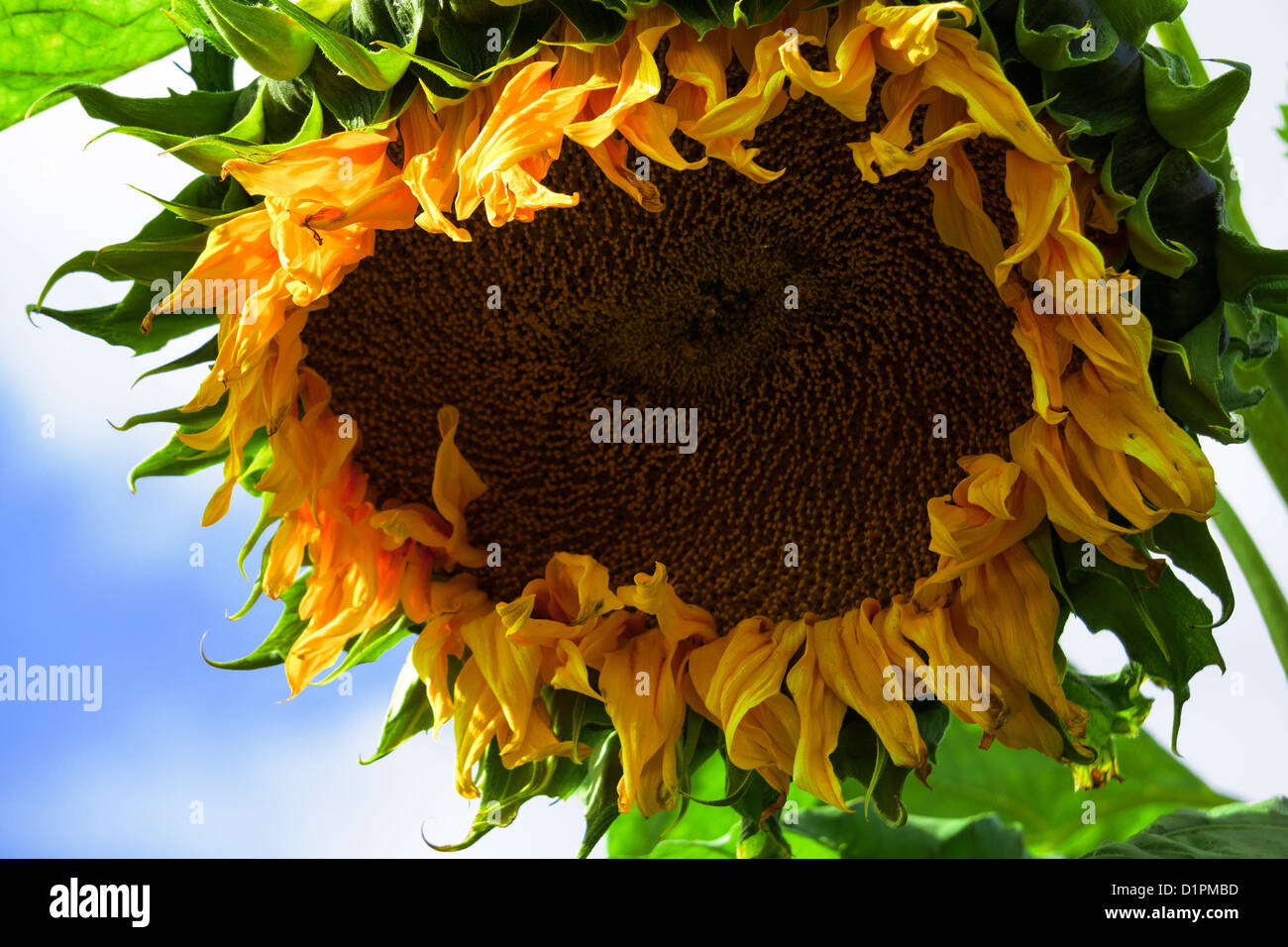 Large single sunflower hi-res stock photography and images - Alamy