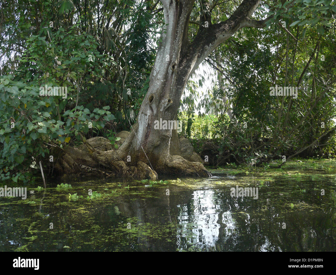 giant tree river Asia Stock Photo - Alamy