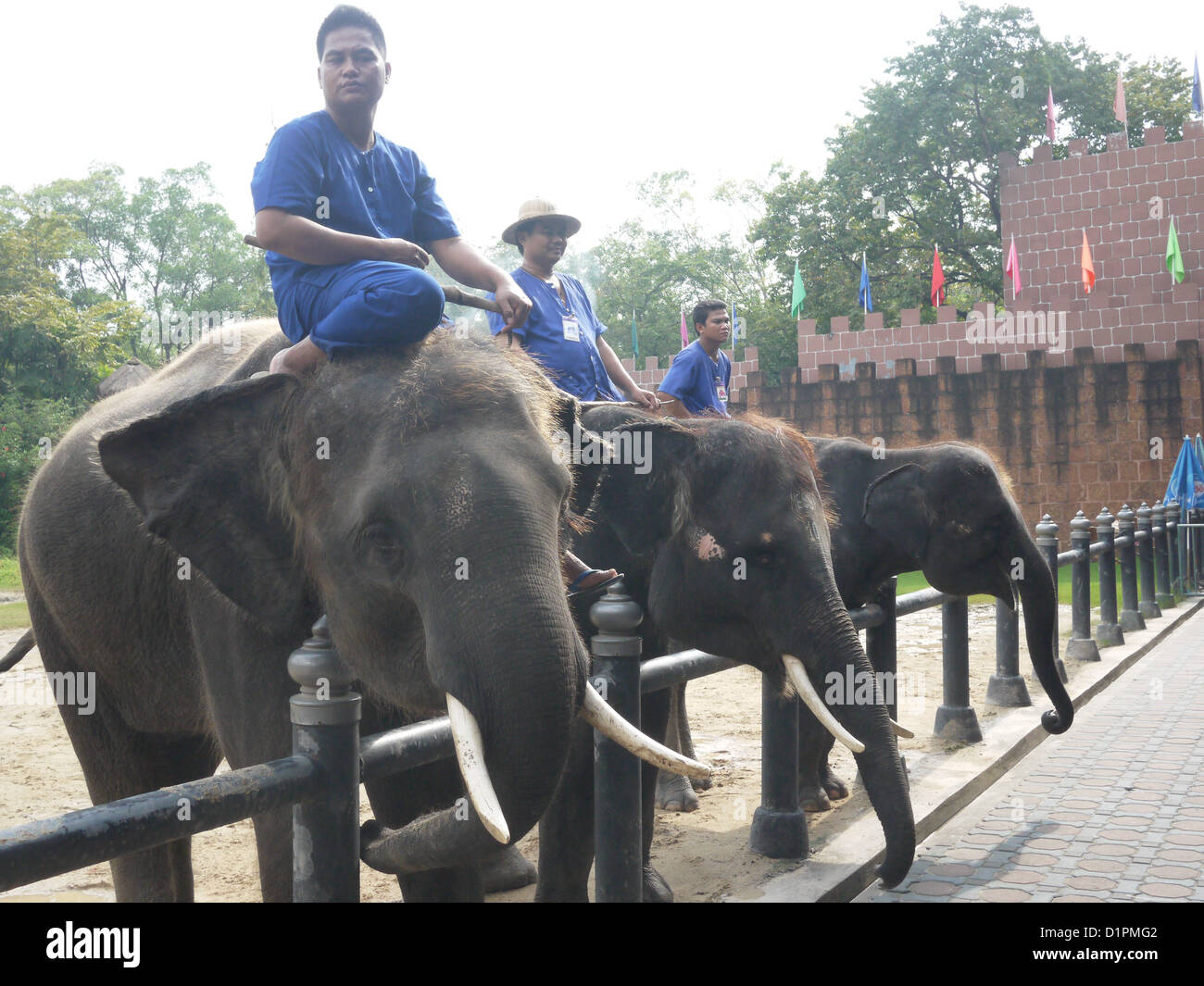 Asian man riding on elephant Stock Photo - Alamy