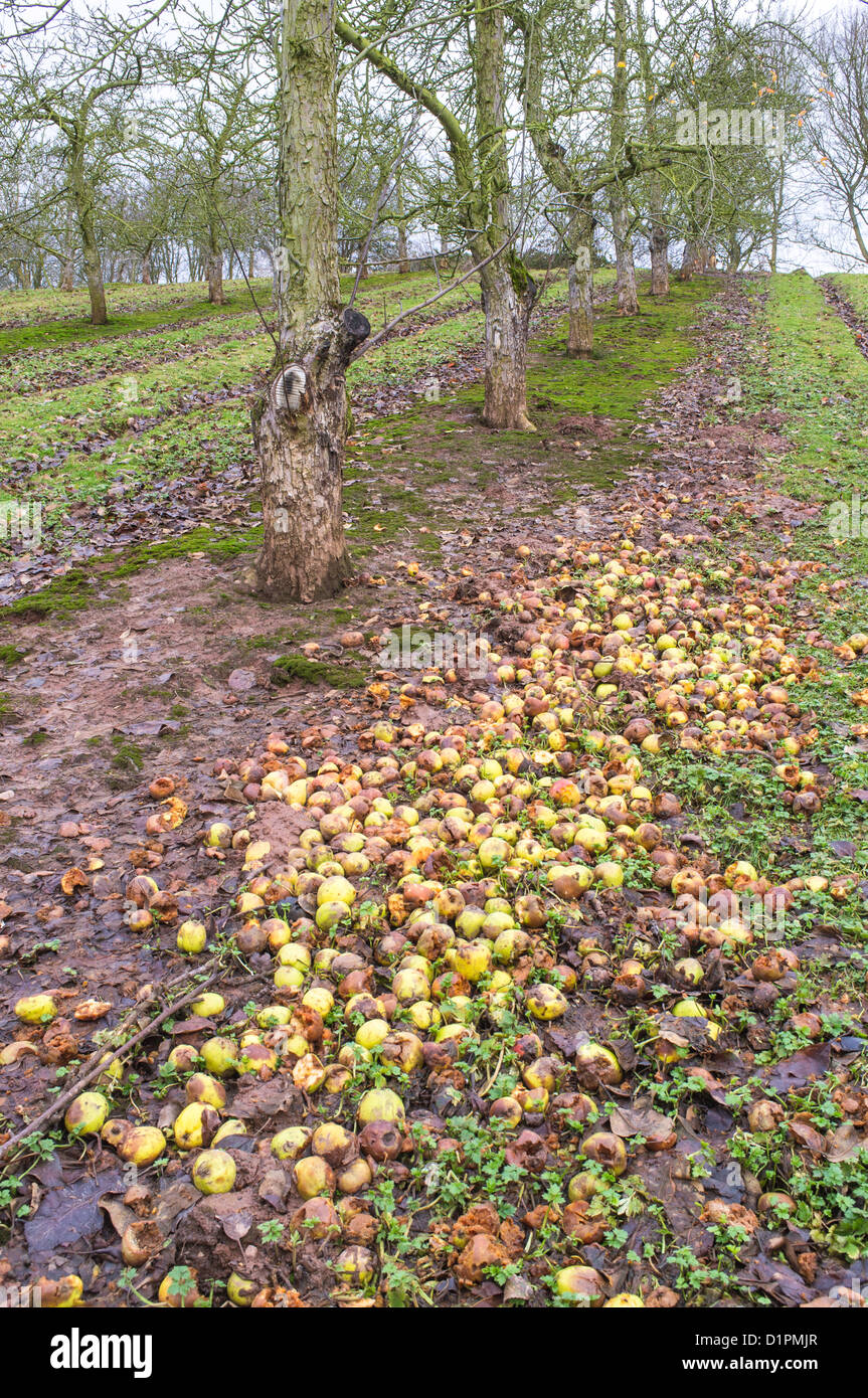 Orchards herefordshire hi-res stock photography and images - Alamy